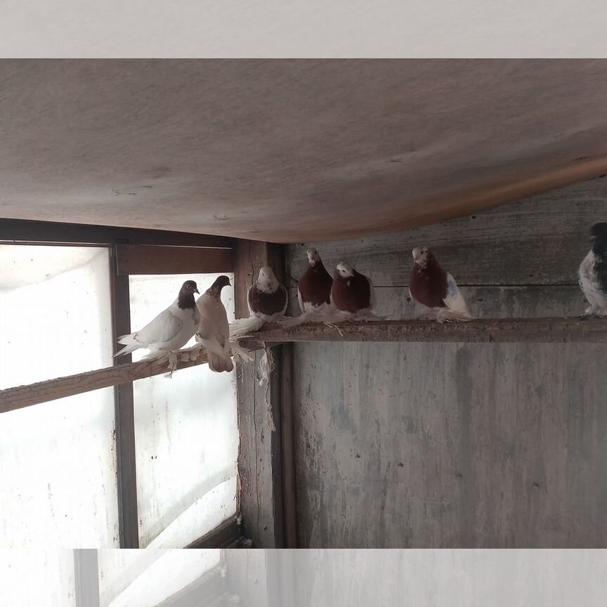 Продажа голубей