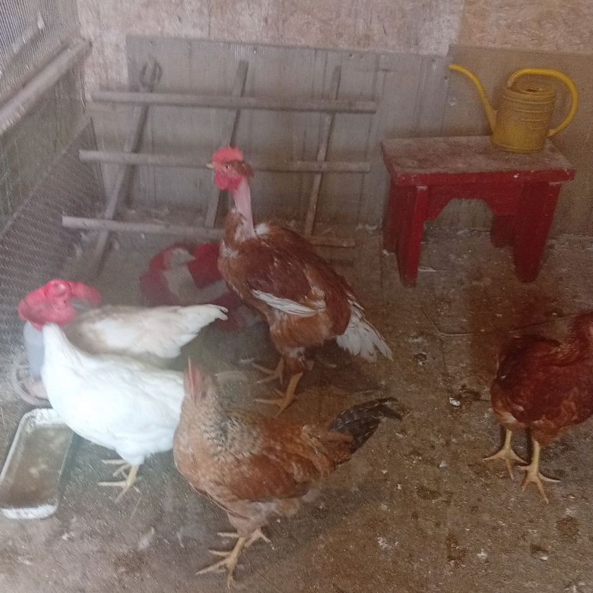 Молодые петухи, 4 месяца