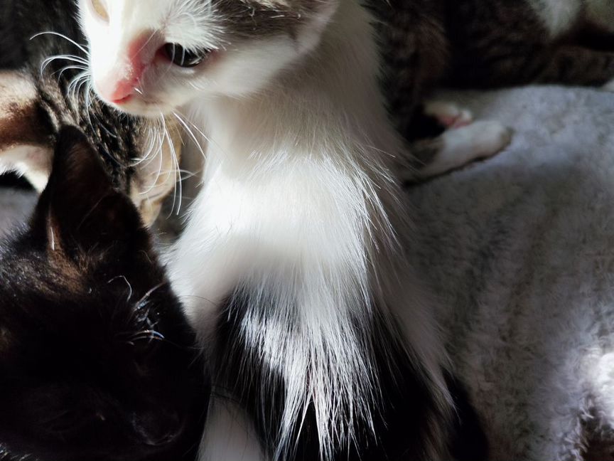 Котята
