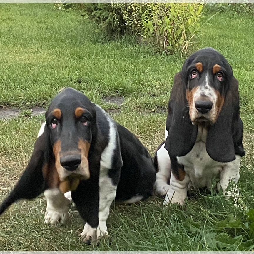 Бассет хаунд щенки, девочки