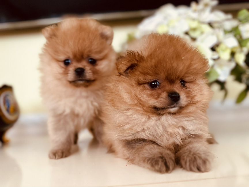 Померанский шпиц медвежьего типа