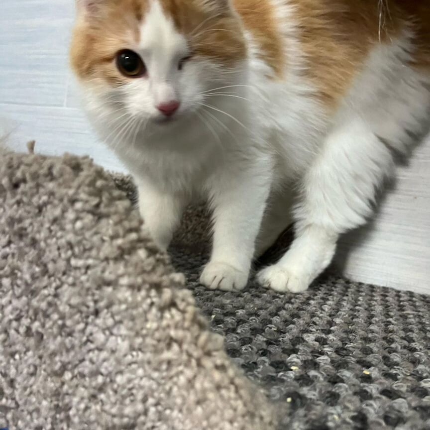 Котенок лапка