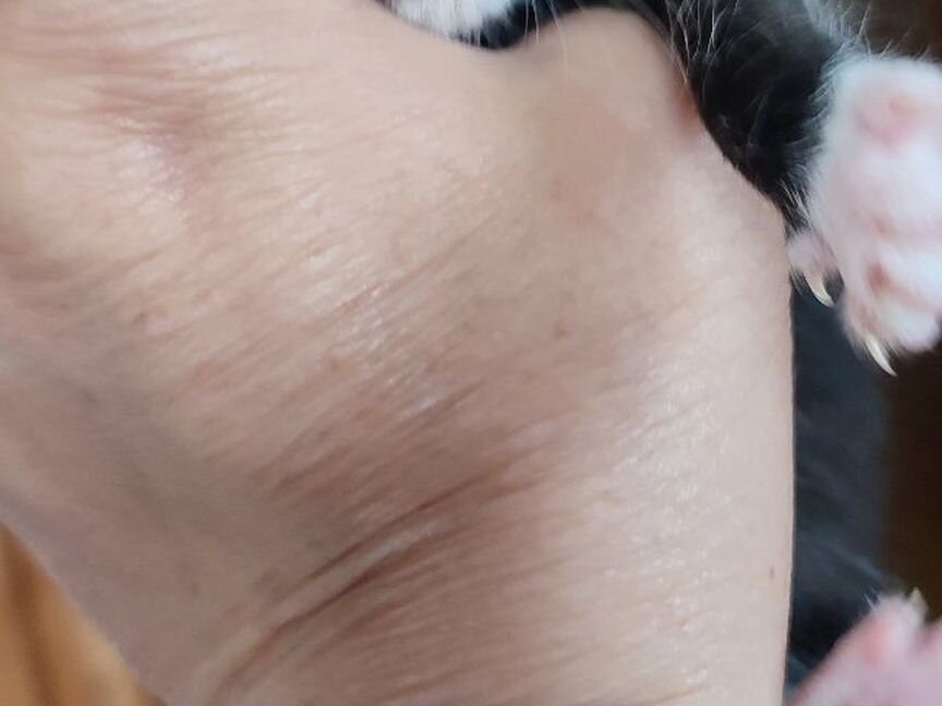 Котята в добрые руки бесплатно