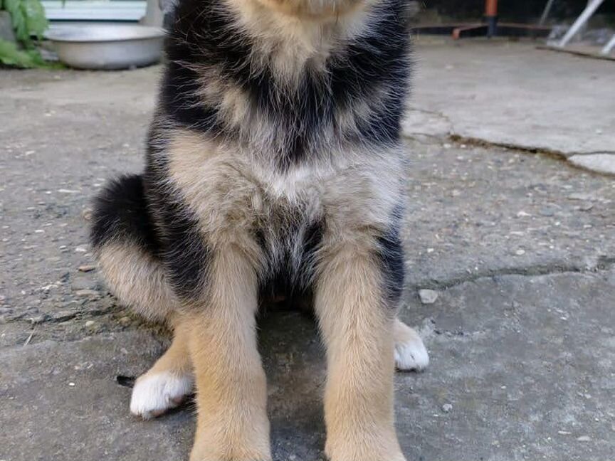 Щеночек в добрые руки