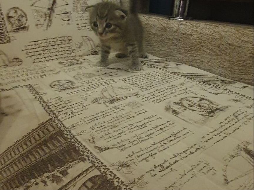 Котята за шоколадку