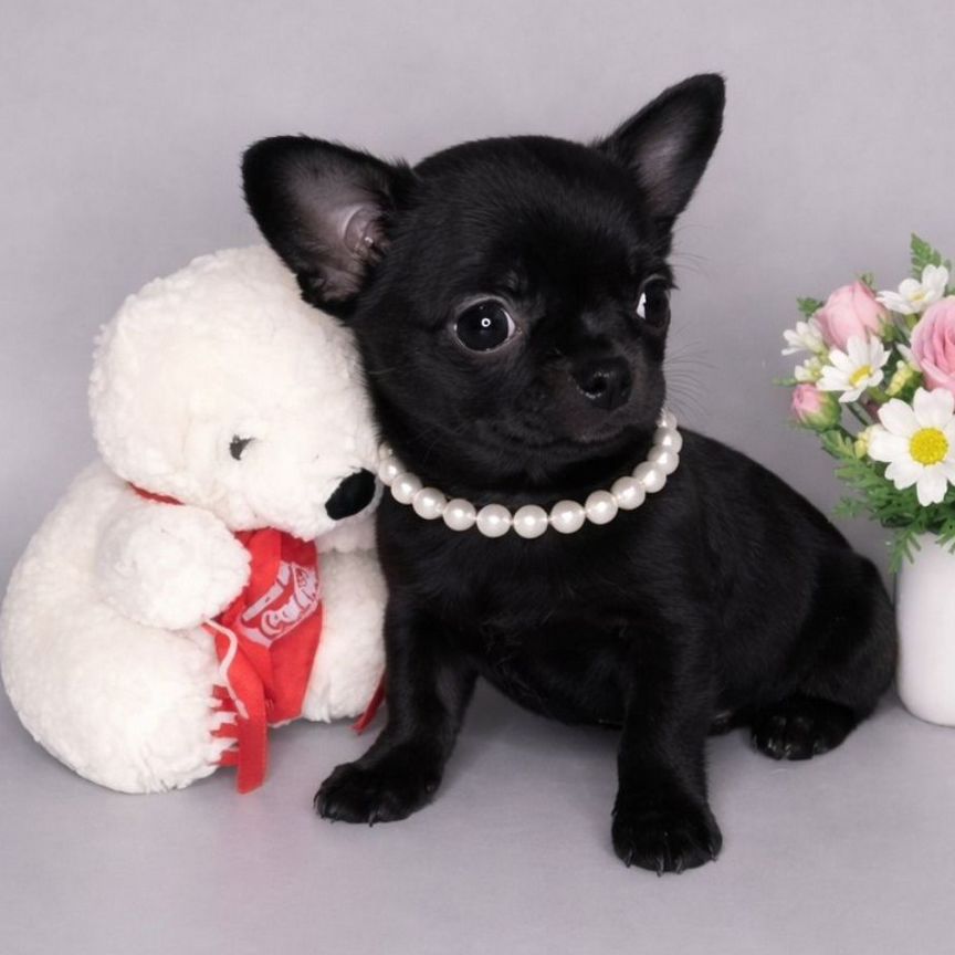 Чихуахуа, щенок