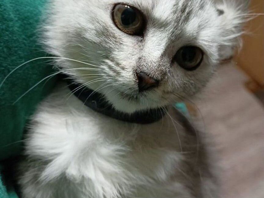 Американский кёрл