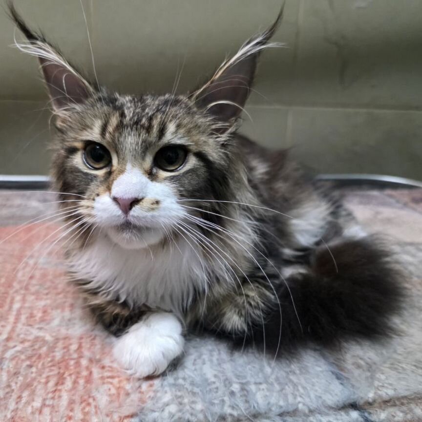 Мейн-кун котёнок