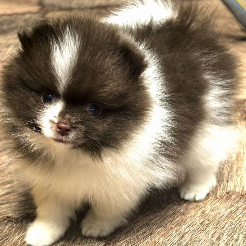 Померанский шпиц, щенок