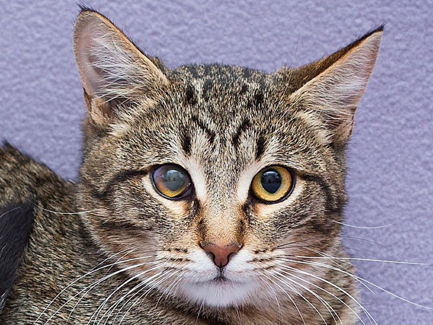 Котенок с изюминкой