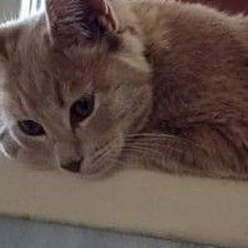Котики бесплатно в добрые руки