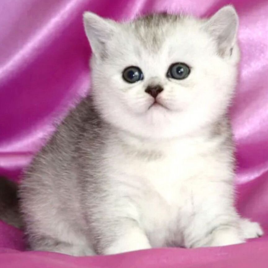 Шикарные Плюшки) Серебристая Шиншилла