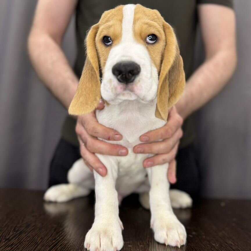 Бигль, щенок