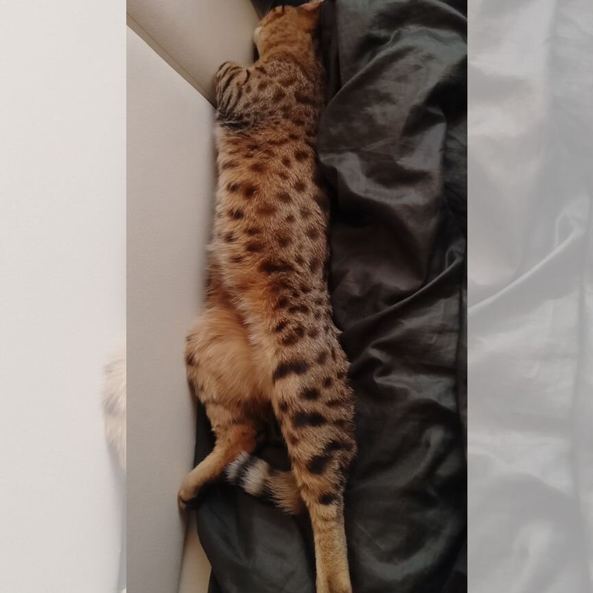 Саванна, взрослый кот