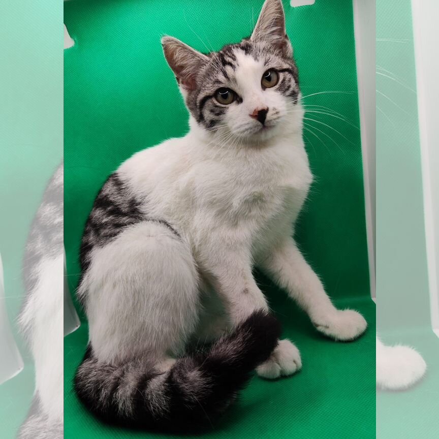 Европейский короткошёрстный котёнок