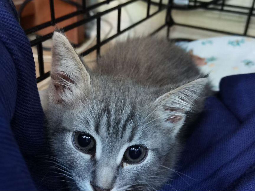 Котенок