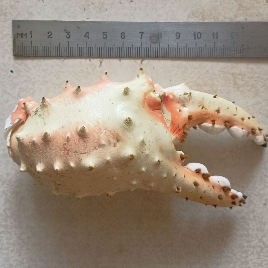 Клешня краба, пустая