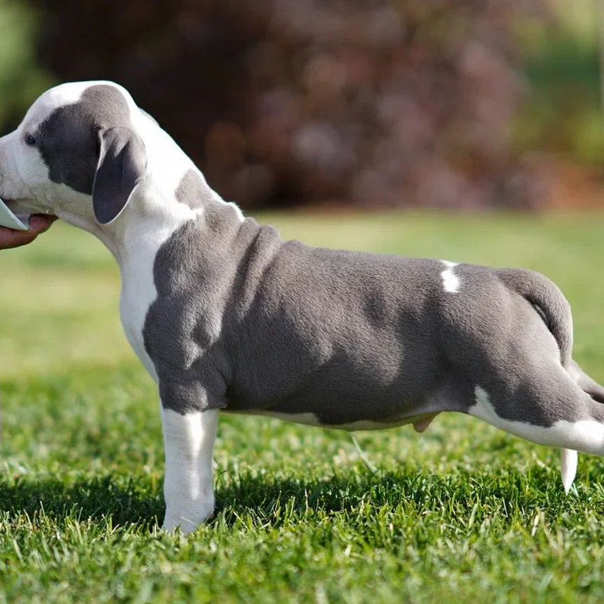 Супер парень в голубом окрасе