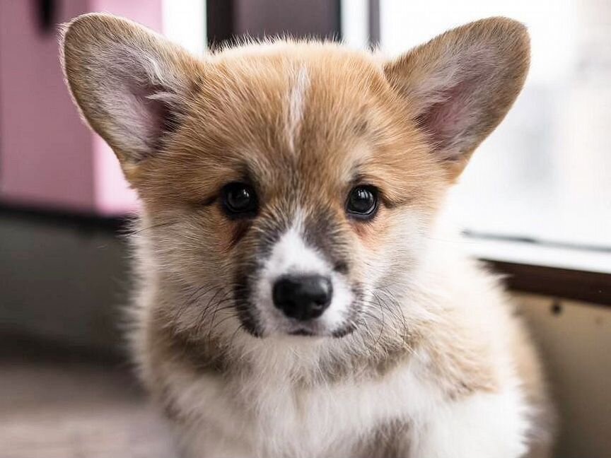 Вельш корги пемброк