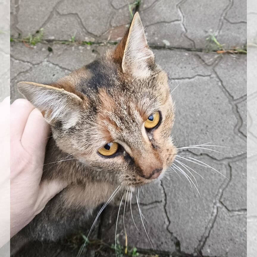 Яванская кошка, взрослая