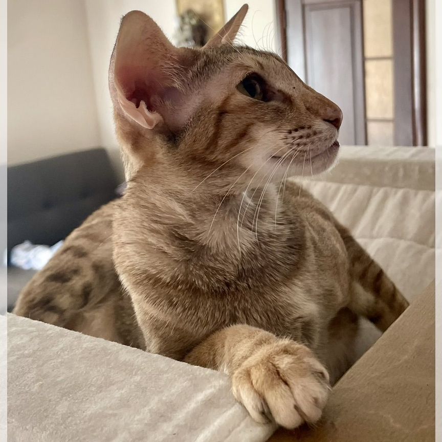 Ориентальная, взрослая кошка