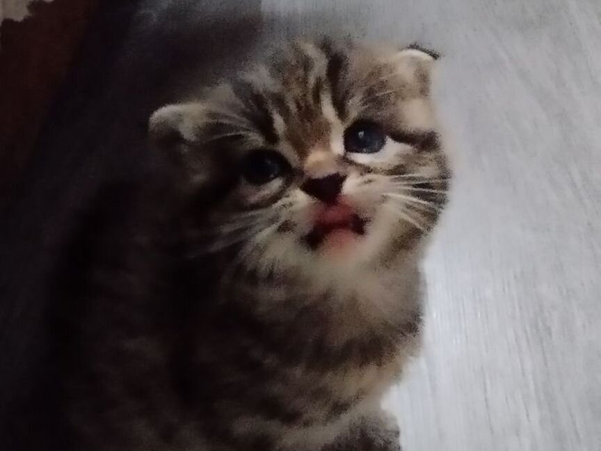 Британские котята