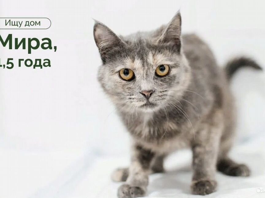 Кошка Мира в добрые руки бесплатно