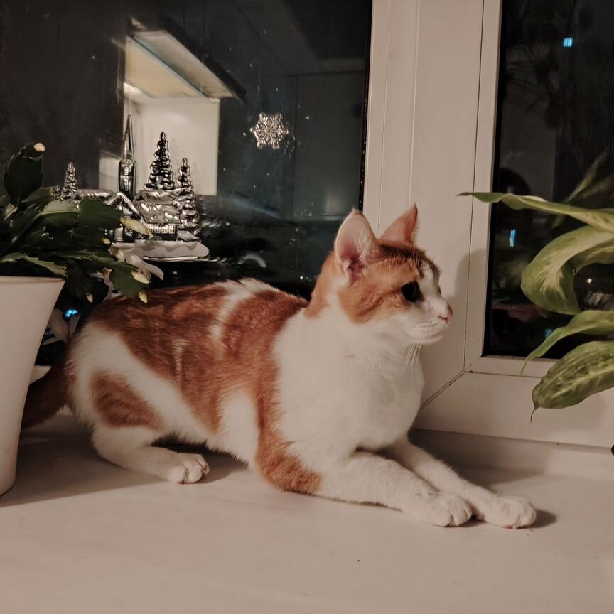 Отдам кошку в добрые руки