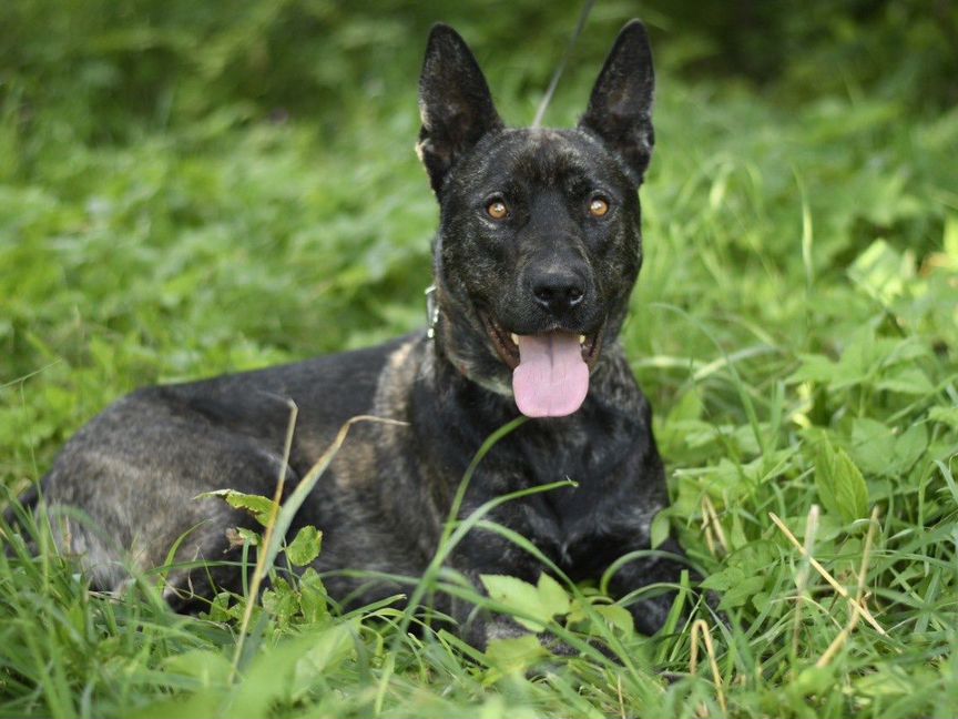 Собака в добрые руки