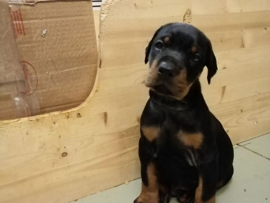 Щенки добермана