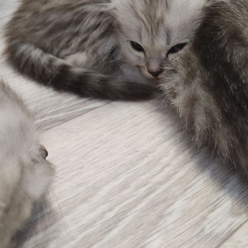 Продам котят от американской веслоухой