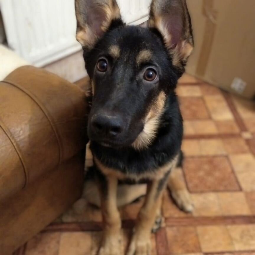 Девочка метис овчарки