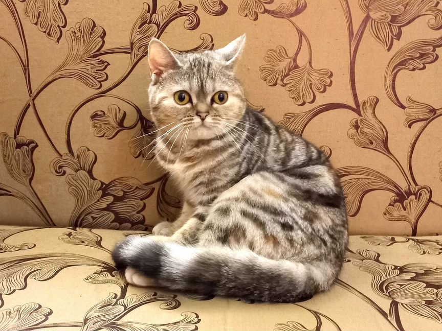 Шотландская кошечка Кармела