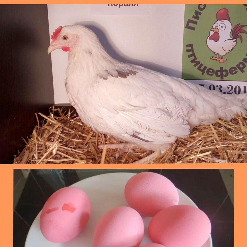 Куры молодки несушки Коралл