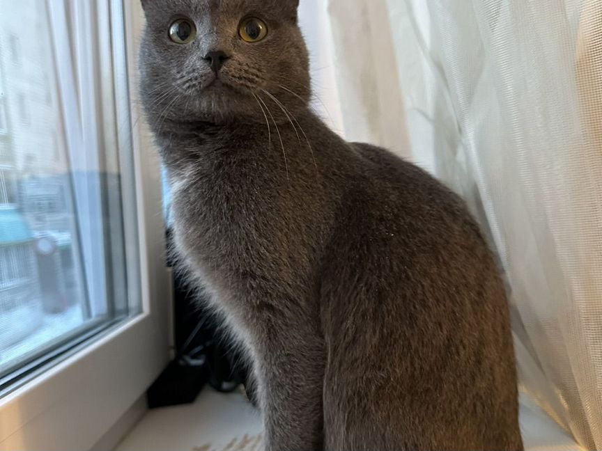 Найдена кошка (р.-н шоколадная фабрика)