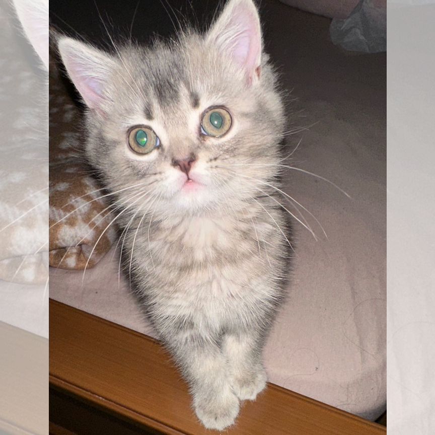 Шотландская прямоухая короткошёрстная, взрослая кошка