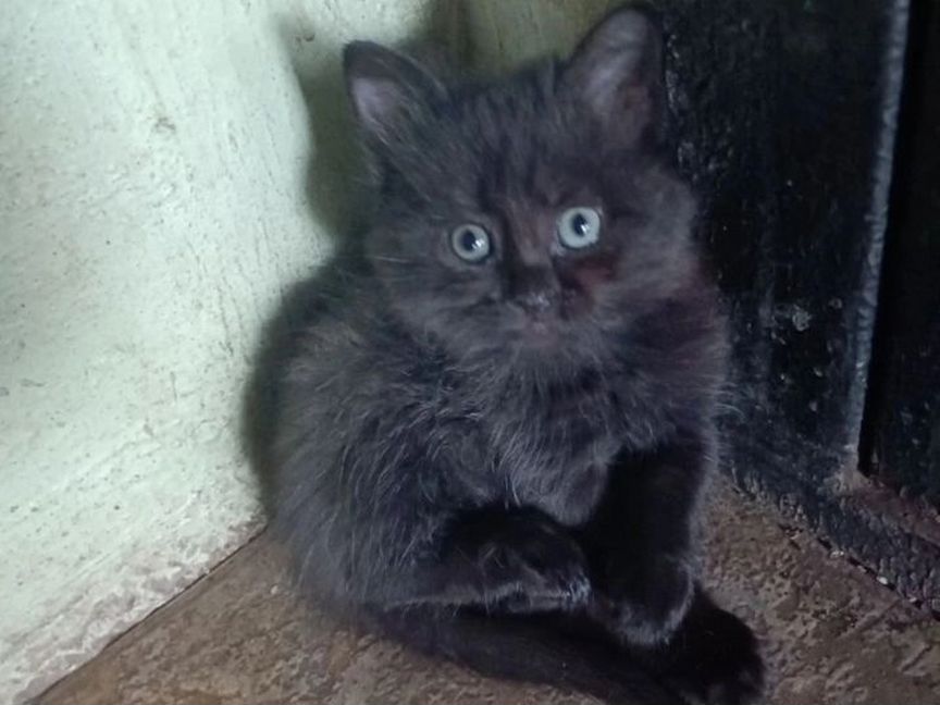 Котята в добрые руки бесплатно