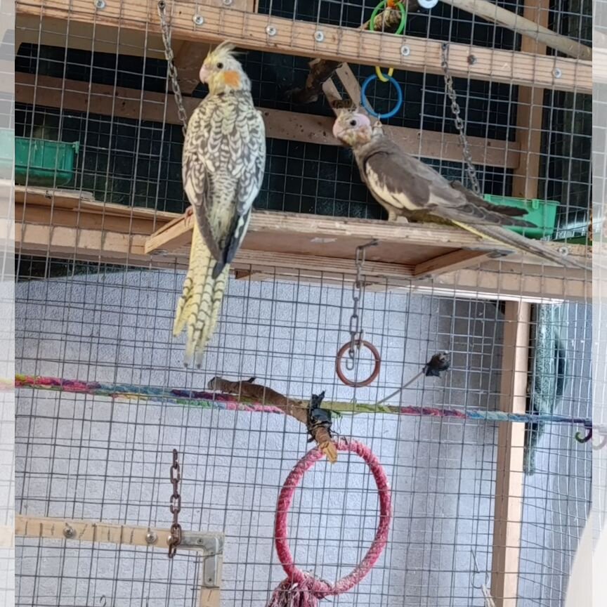 Попугай корелла птенец