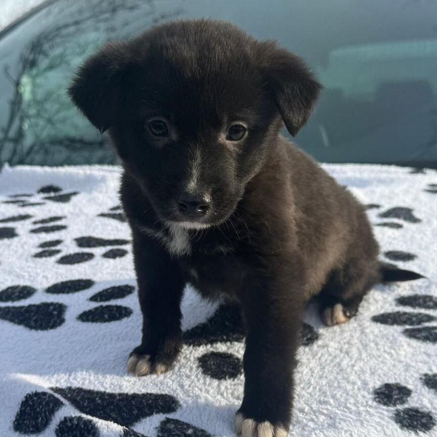 Щенок в добрые руки