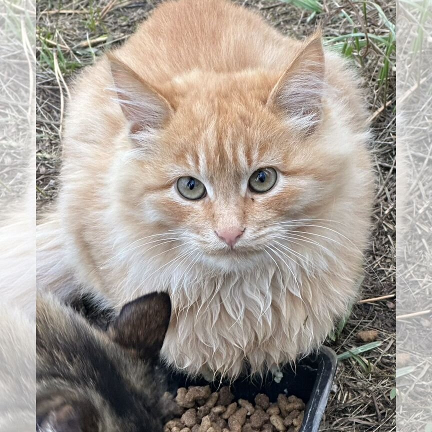 Котята в добрые руки бесплатно