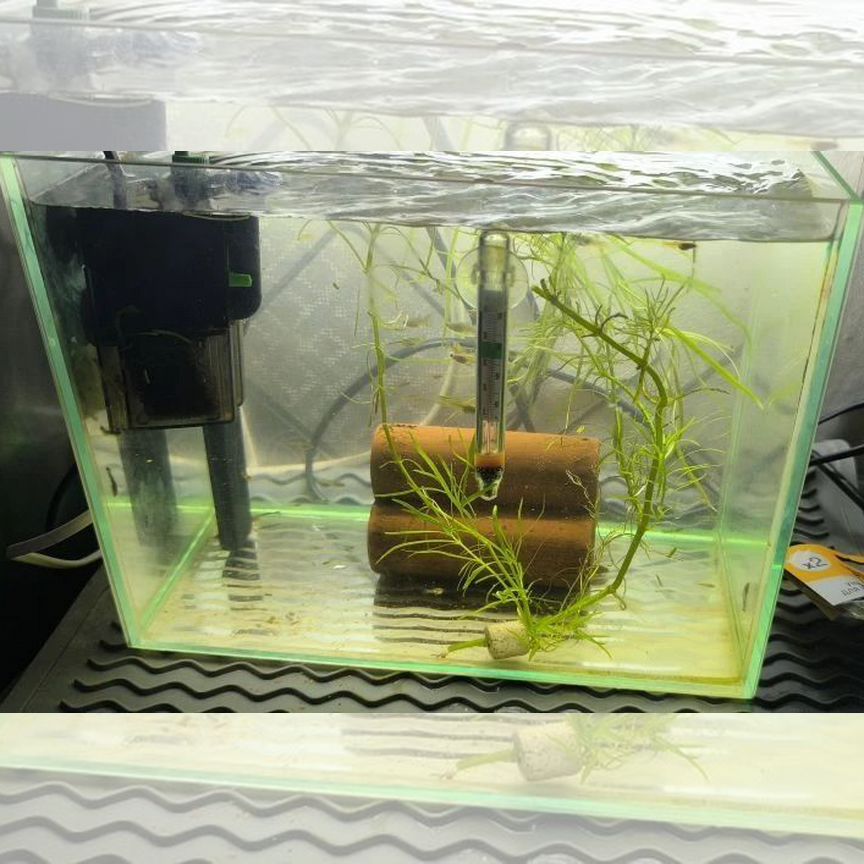 Аквариумные рыбки