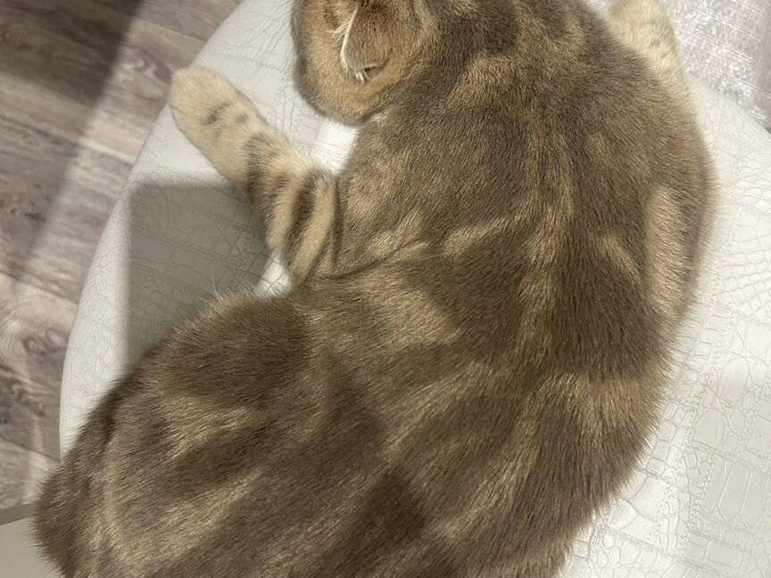 Шотланский вислаухий кот вязка