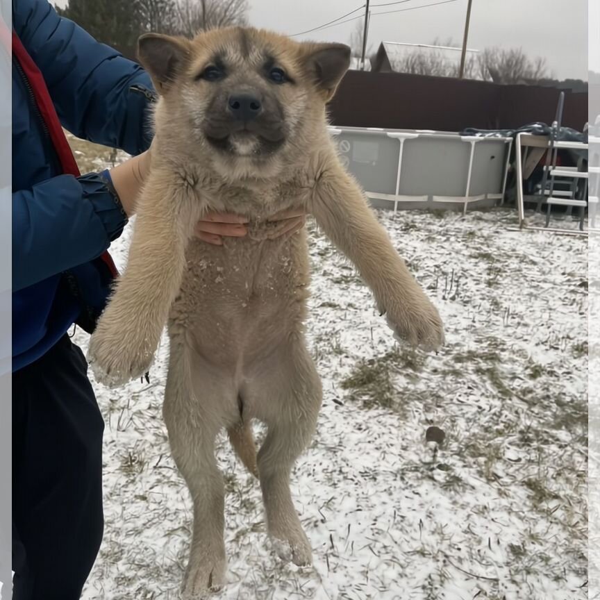 Щенок в добрые руки