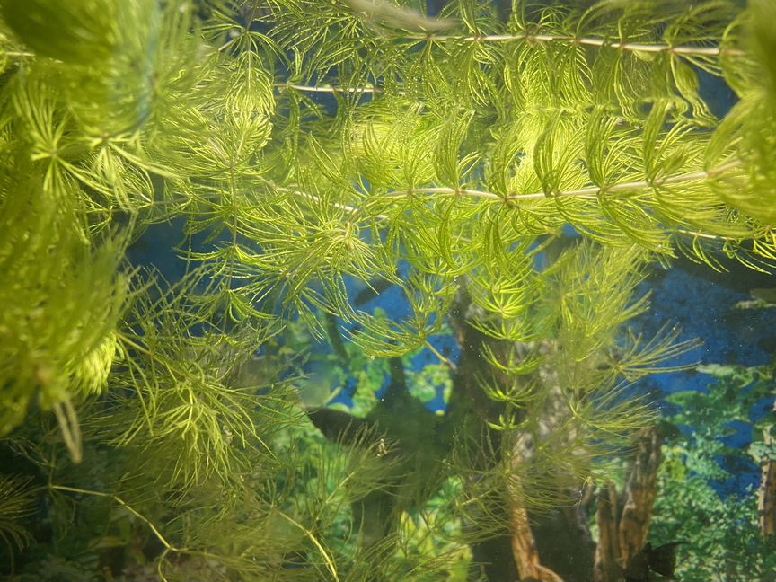 Растения в аквариум живые