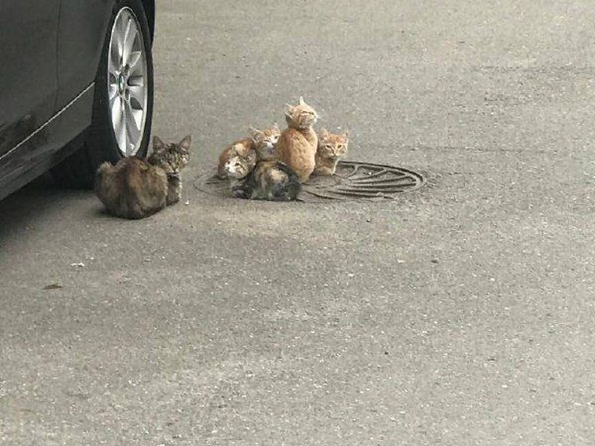 Котята в добрые руки бесплатно