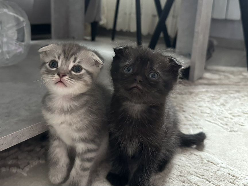 Шотландские вислоухие котята
