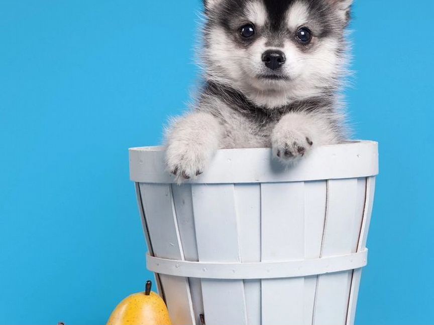 Помски mini хаски