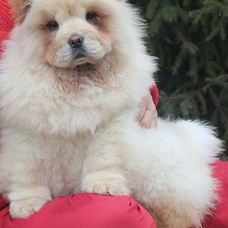 Щенки
