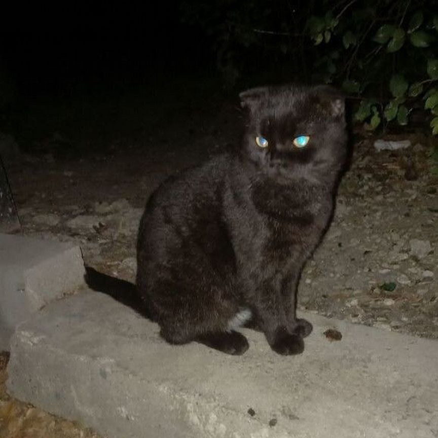 Кот в добрые руки