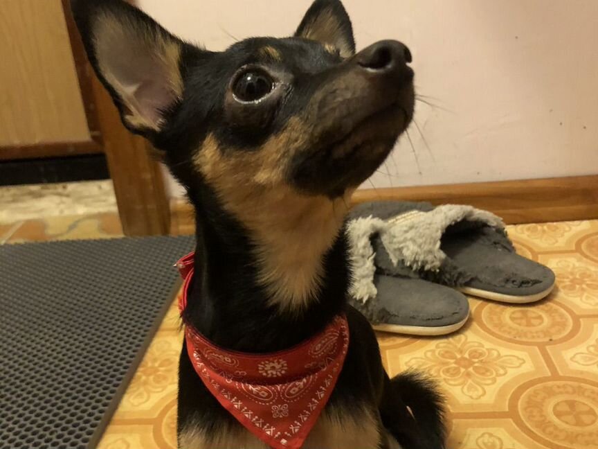 Русский той-терьер вязка